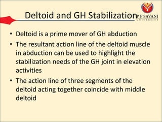 Dynamic stability of shoulder jointg.pdf