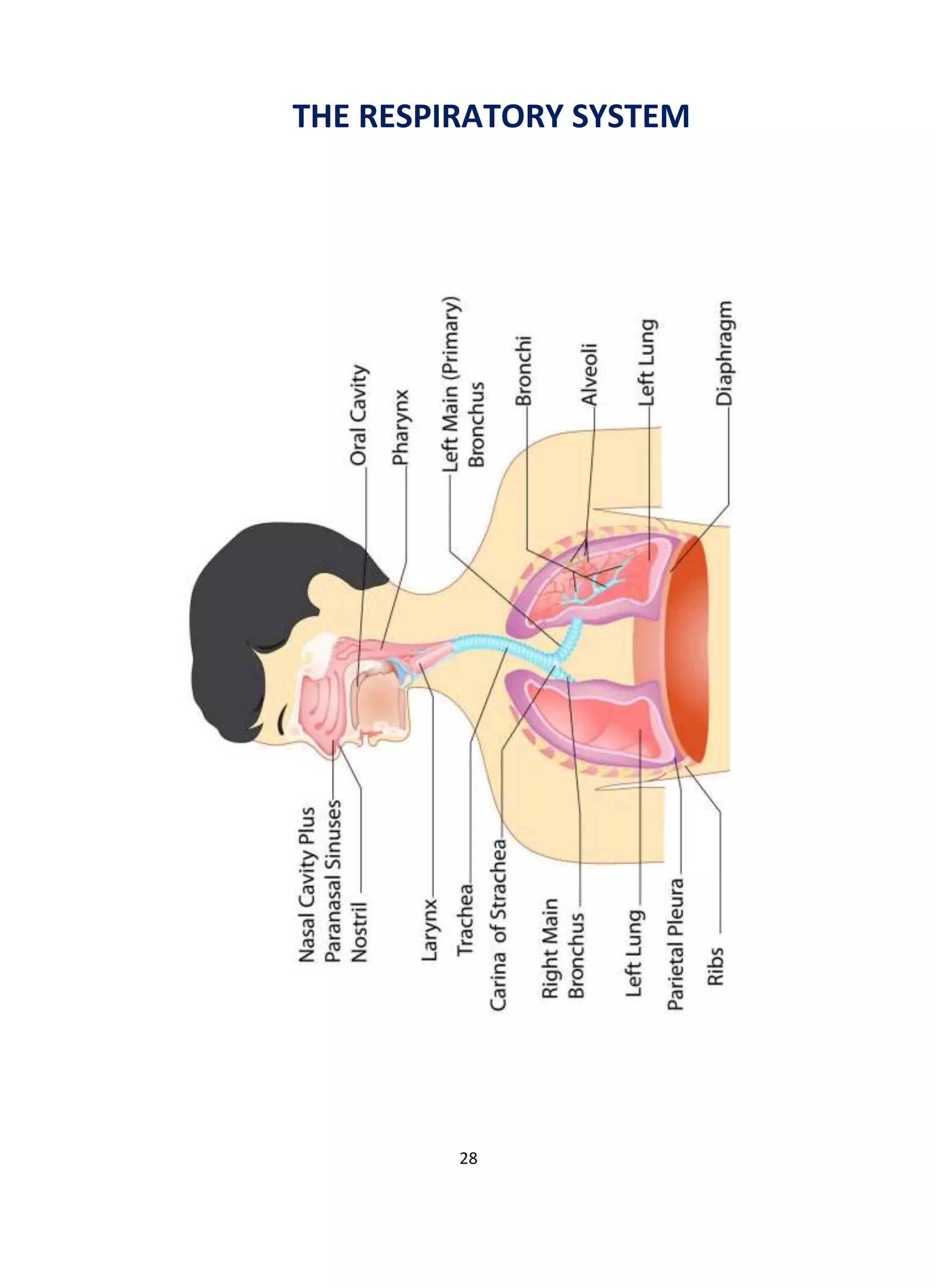 Dynastar Biology Figures and Structures By Abhishek Jaguessar | PDF ...