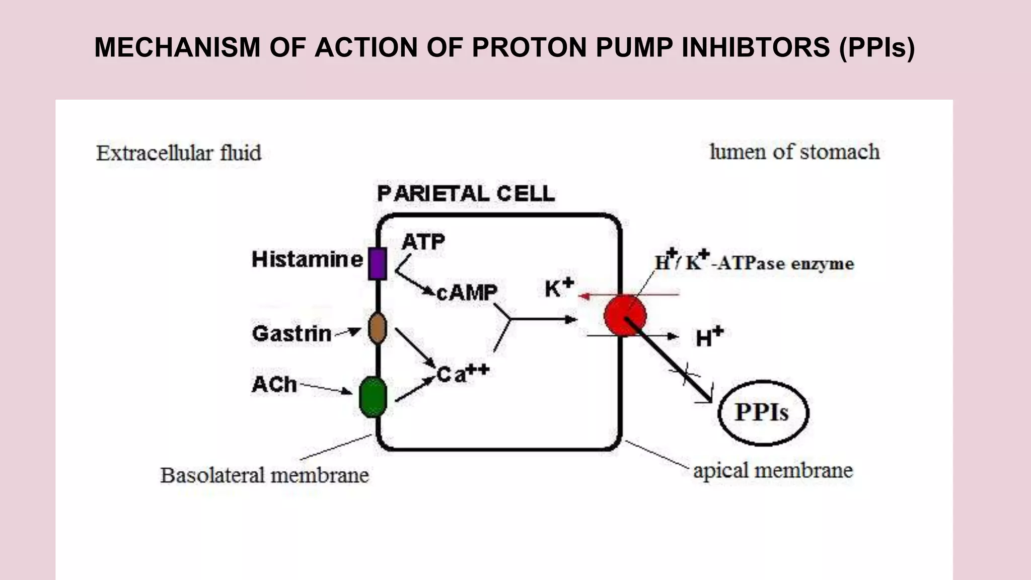 Proton pump inhibitors | PPTX | Digestive Disorders | Diseases and ...