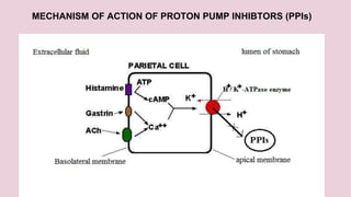 Proton pump inhibitors | PPTX | Digestive Disorders | Diseases and ...