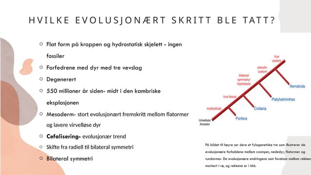 Dyreriket- flatormer presentasjon på norsk.pptx