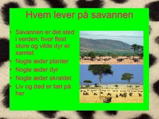 Dyr I Afrika | PPT