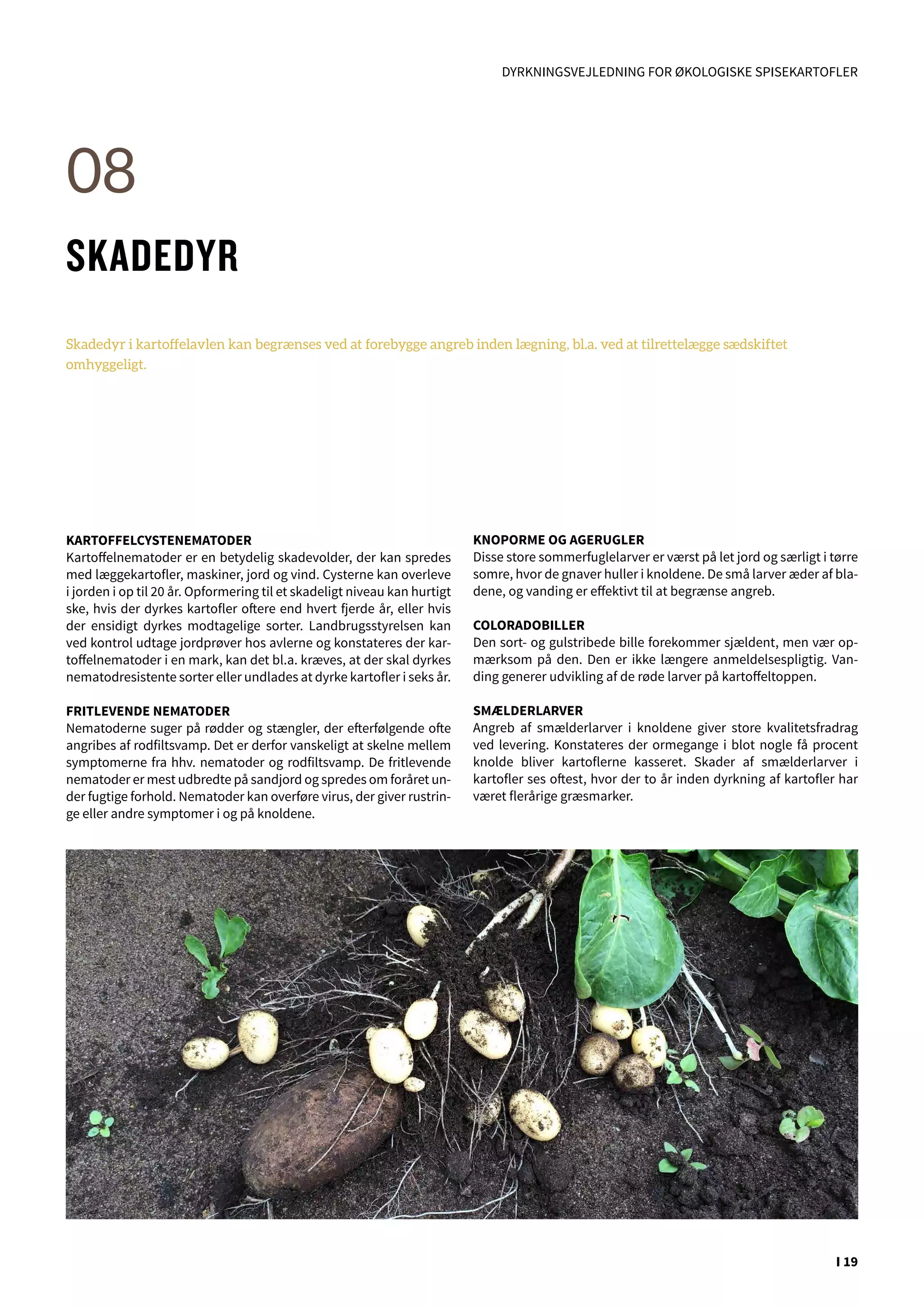 Dyrkningsvejledning for økologiske spisekartofler | PDF