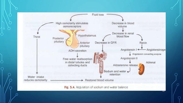 Dyselectrolytemia | PPTX | Endocrine and Metabolic Diseases | Diseases and Conditions