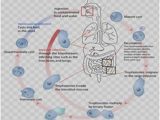 Dysentry- Diarrhea PPT.pptxbvffd gfff hgff gg | PPT