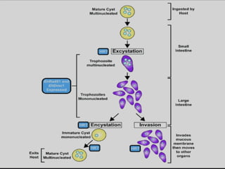 Dysentry- Diarrhea PPT.pptxbvffd gfff hgff gg | PPT
