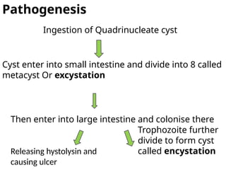 Dysentry- Diarrhea PPT.pptxbvffd gfff hgff gg | PPT