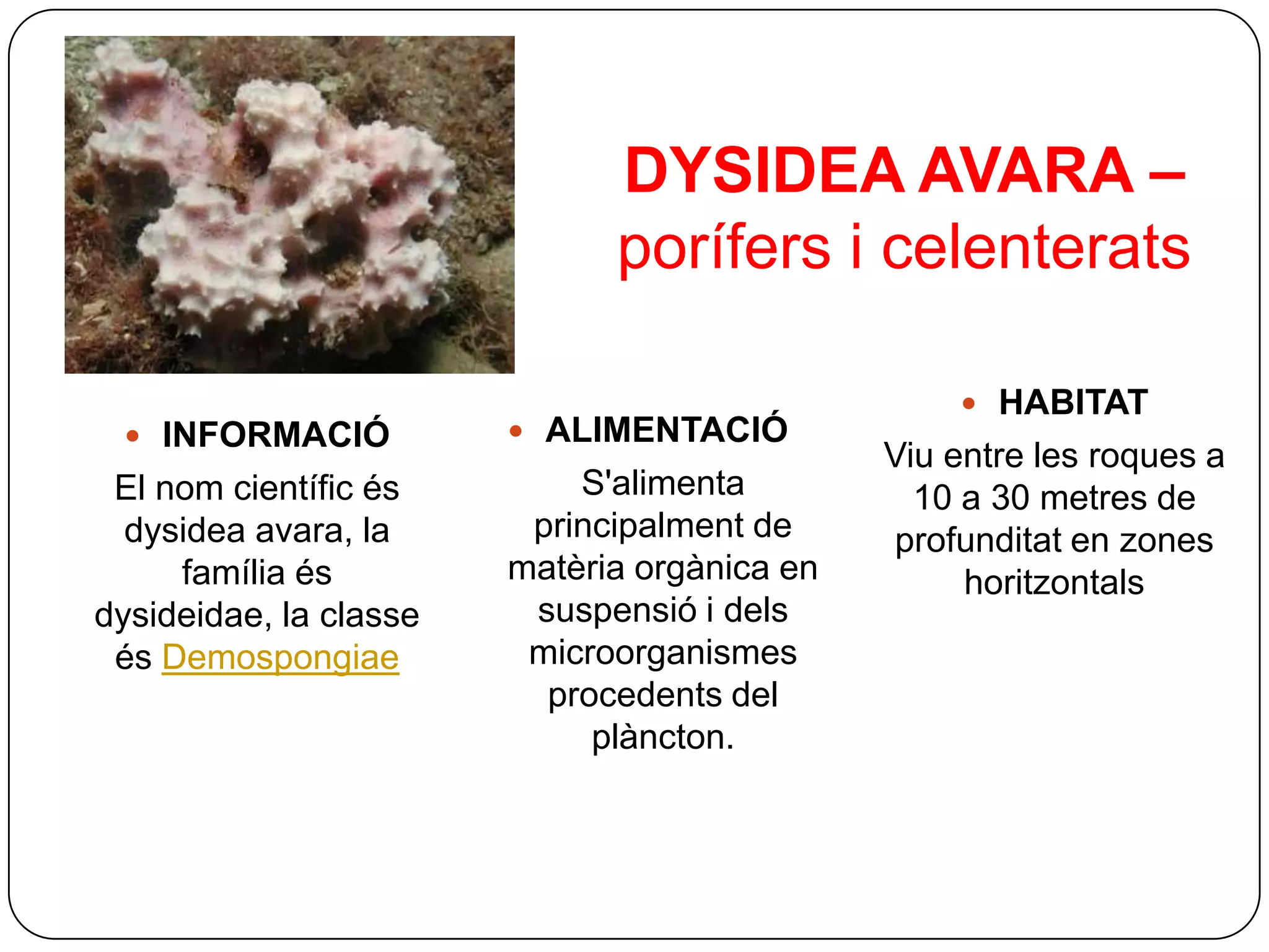 Dysidea avara | PPT