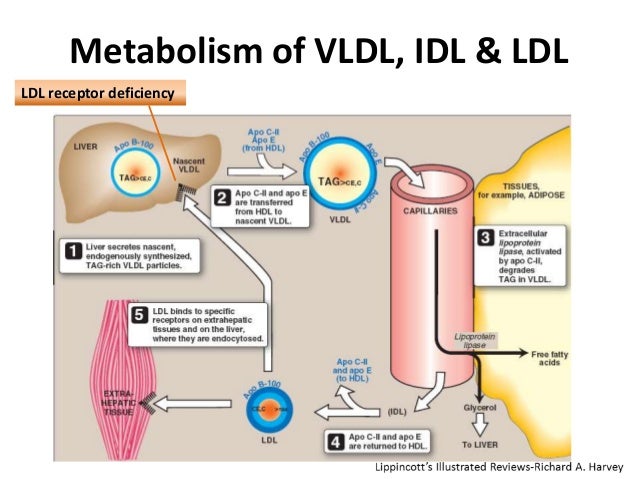 Dyslipidemia overview 2017