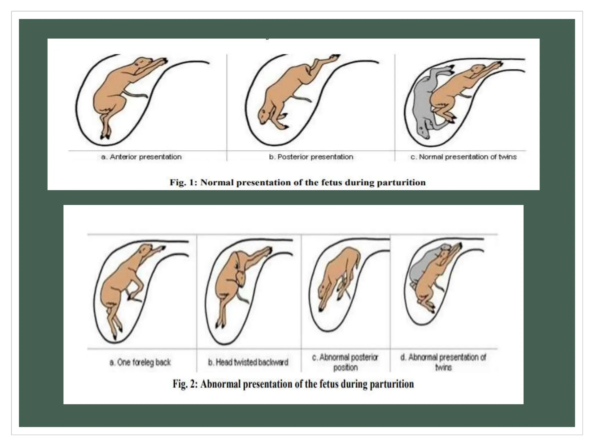 dystocia in cattle sheep and goat.pptx