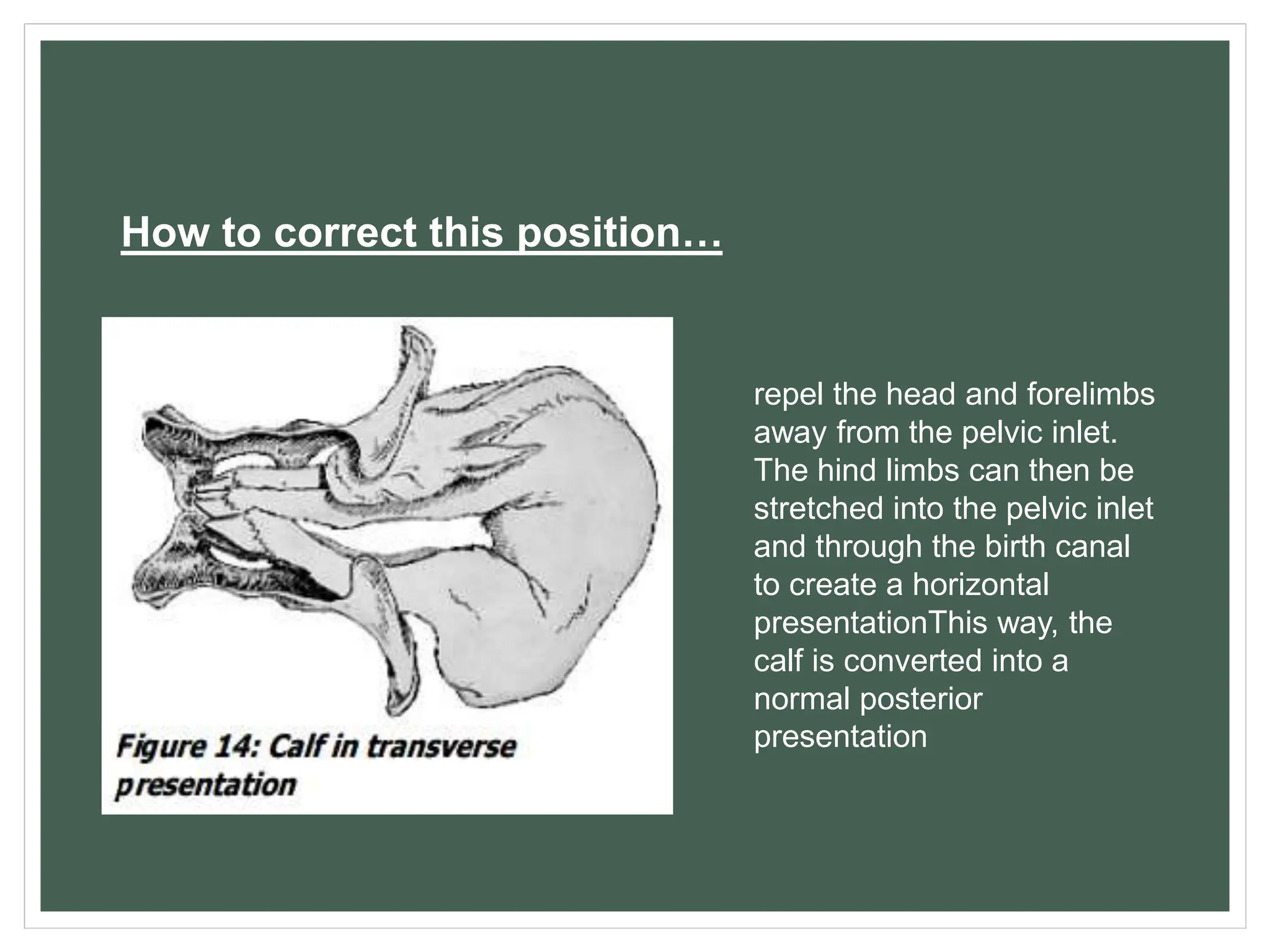 dystocia in cattle sheep and goat.pptx