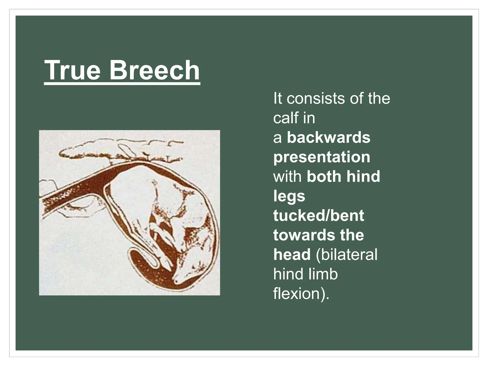 dystocia in cattle sheep and goat.pptx