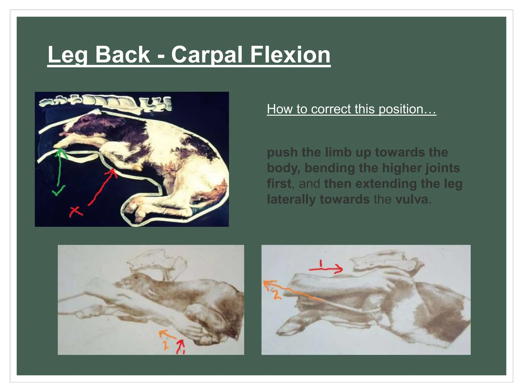 dystocia in cattle sheep and goat.pptx