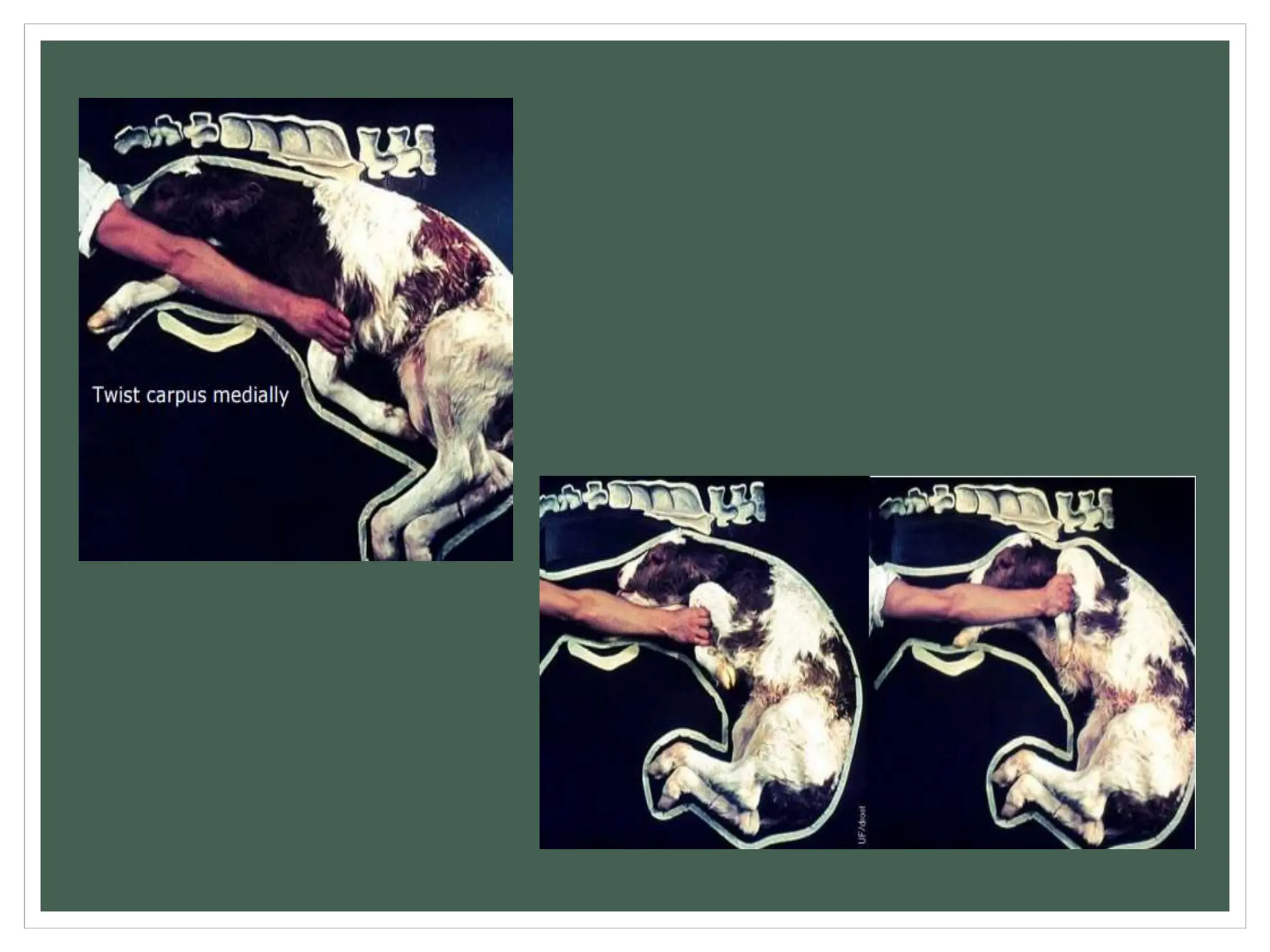 dystocia in cattle sheep and goat.pptx