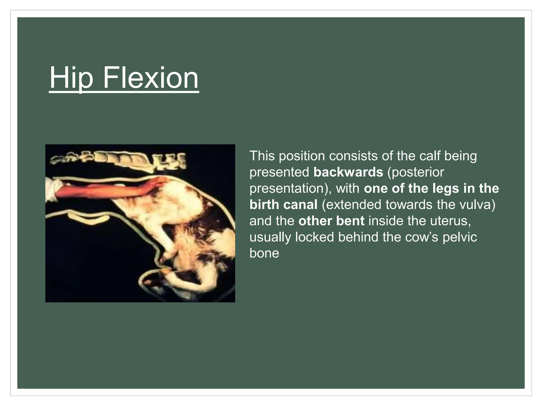 dystocia in cattle sheep and goat.pptx