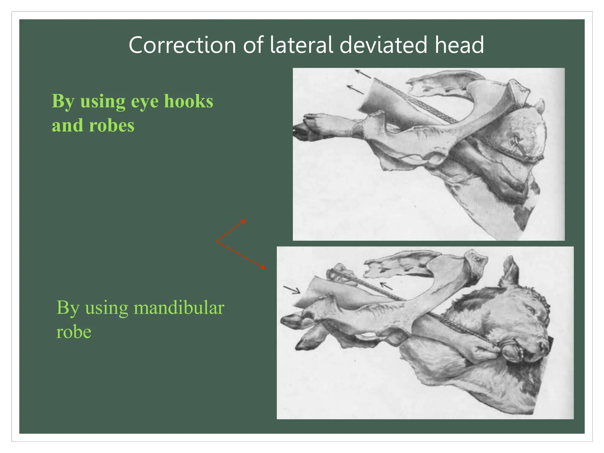 dystocia in cattle sheep and goat.pptx