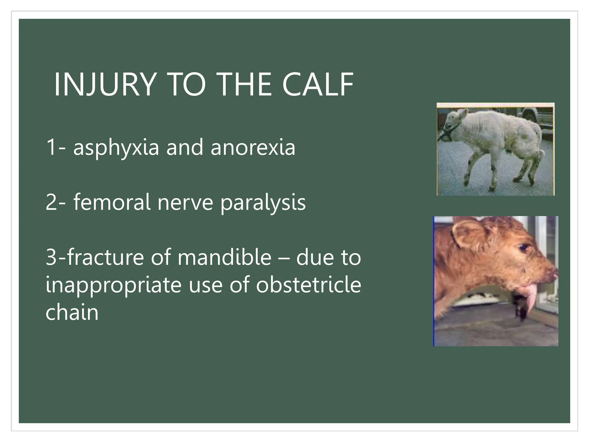 dystocia in cattle sheep and goat.pptx
