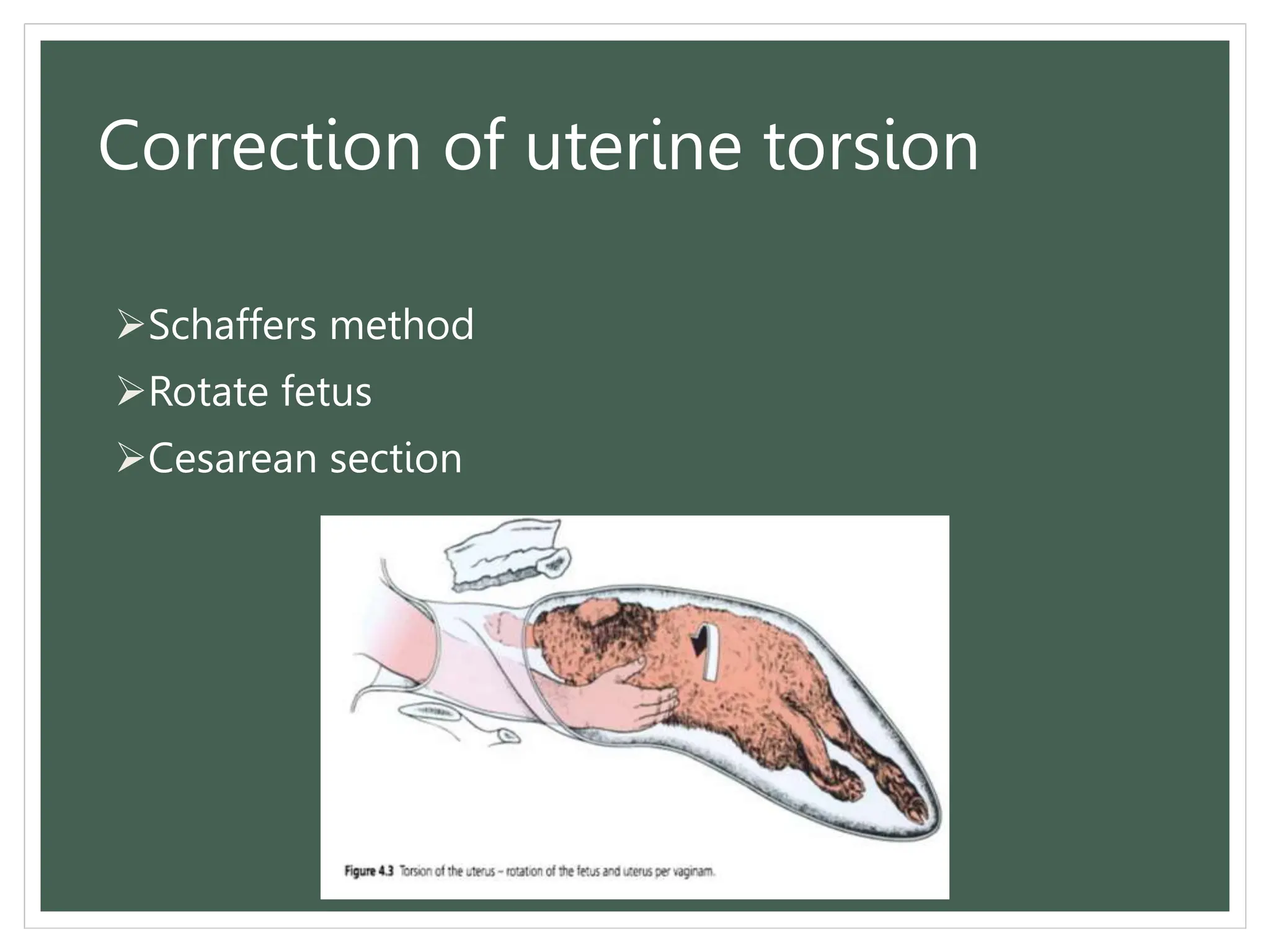 dystocia in cattle sheep and goat.pptx