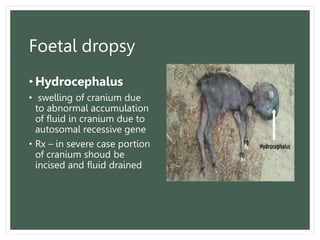 dystocia in cattle sheep and goat.pptx