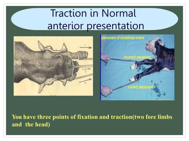 dystocia in cattle sheep and goat.pptx