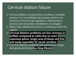 dystocia in cattle sheep and goat.pptx