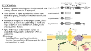 Dystrophin-glycoprotein-complex PPT.pptx