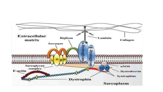 Dystrophin-glycoprotein-complex PPT.pptx