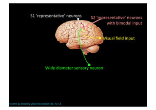 Dysynchiria - a possible explanation | PDF