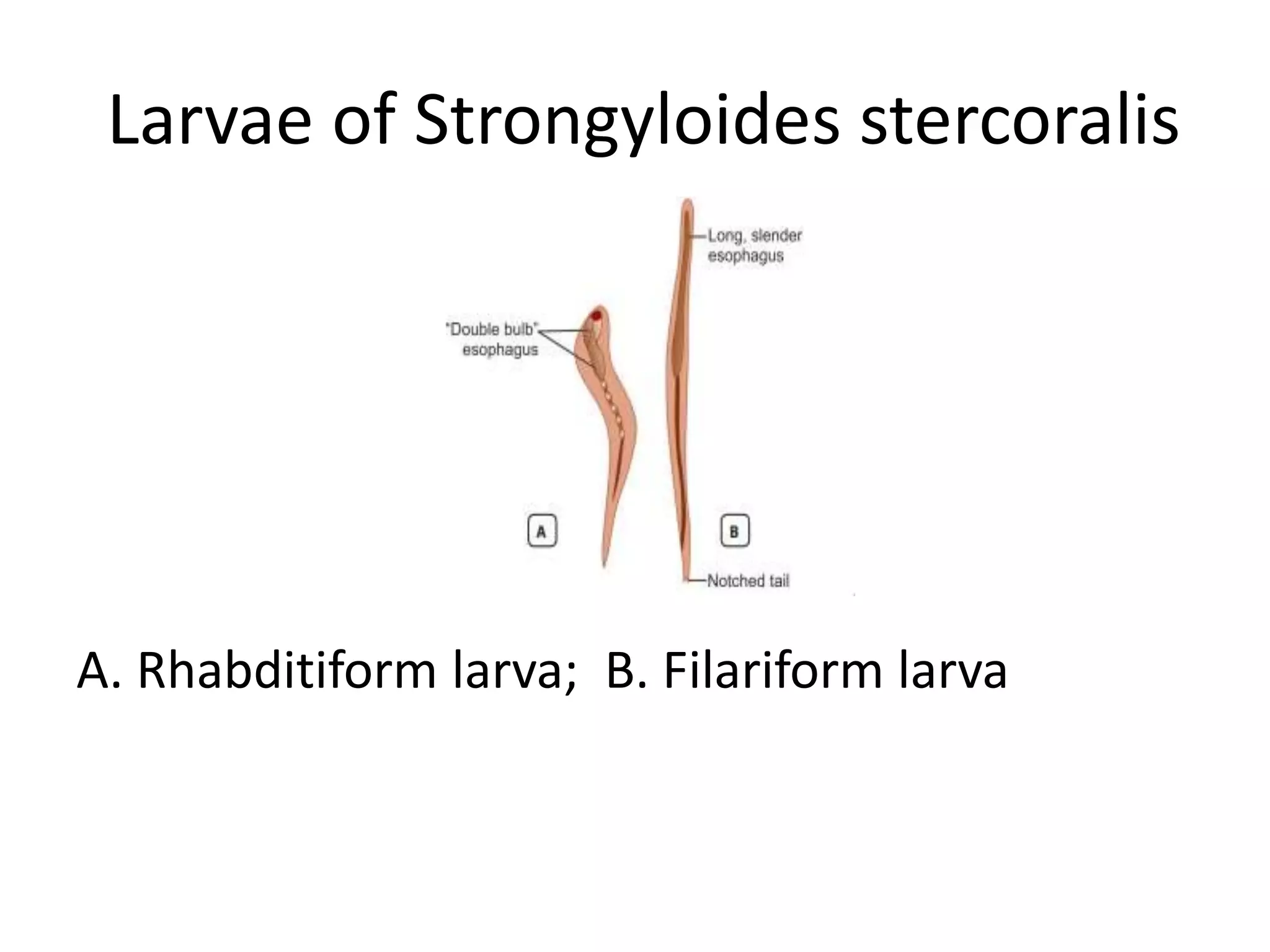 Strongyloides_stercoralis.ppt