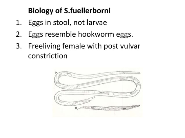 Strongyloides_stercoralis.ppt | Digestive Disorders | Diseases and ...