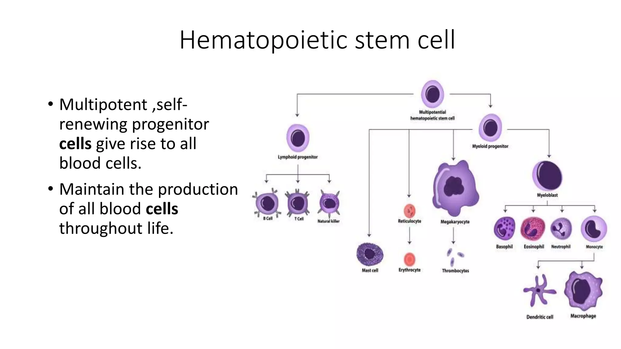 HEMATOPOIETIC STEM CELL TRANSPLANTATION | PPTX