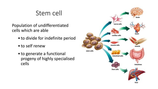 Hematopoietic Stem Cell Transplantation