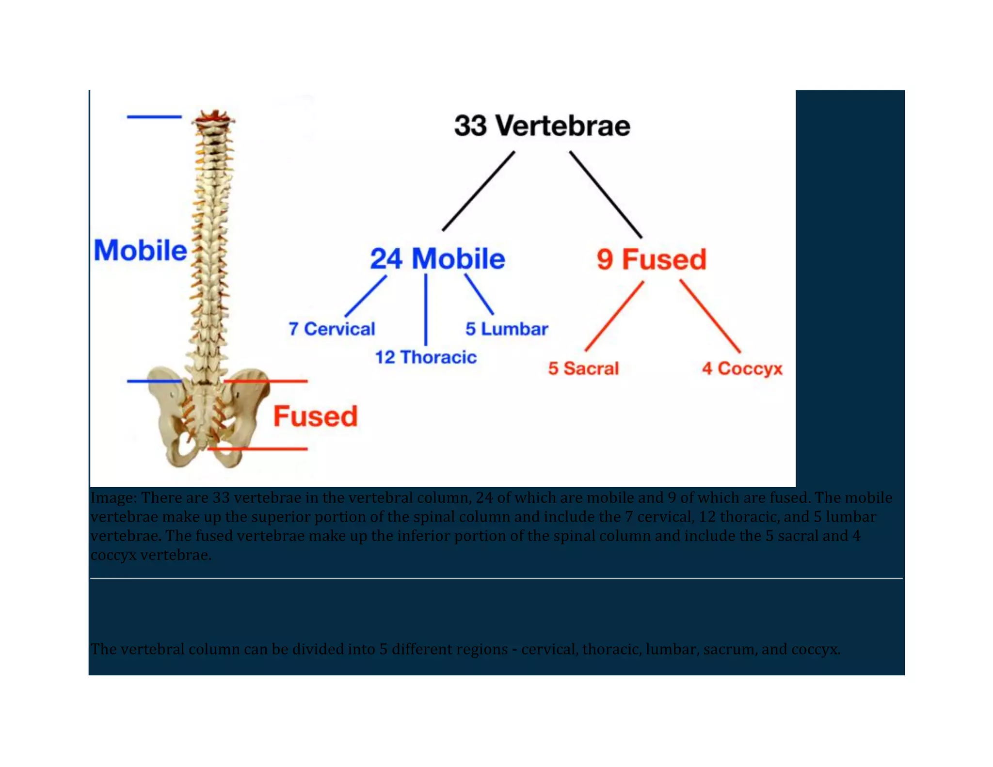 Vertebral_Anatomy.pdf