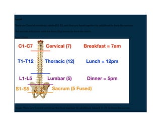 Vertebral_Anatomy.pdf