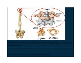 Vertebral_Anatomy.pdf