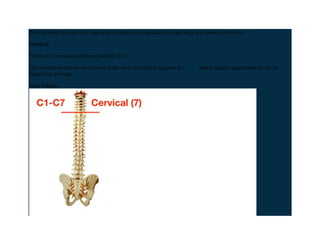 Vertebral_Anatomy.pdf