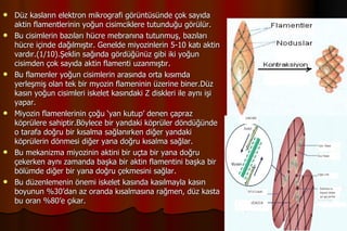 Düz kas 7.hafta | PPT