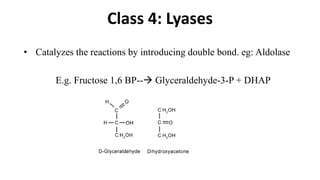 E 01 Classification and Properties of enzymes | PPT