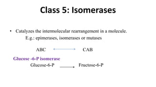 E 01 Classification and Properties of enzymes | PPT