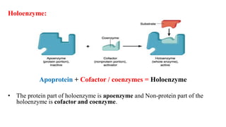 E 01 Classification and Properties of enzymes | PPT