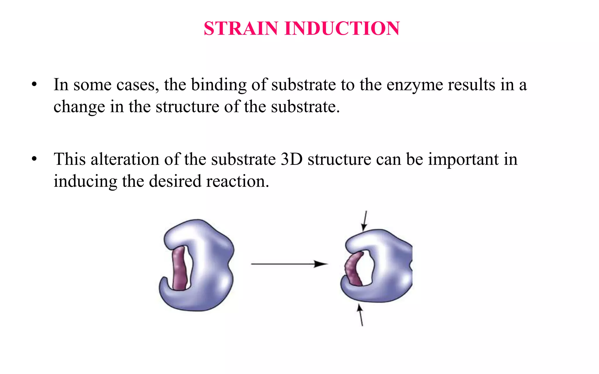 E 03 Mechanism of Enzyme action & Enzyme specificity | PPTX