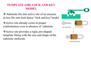 E 03 Mechanism of Enzyme action & Enzyme specificity | PPTX