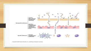 Slides on the Immune System | PPT