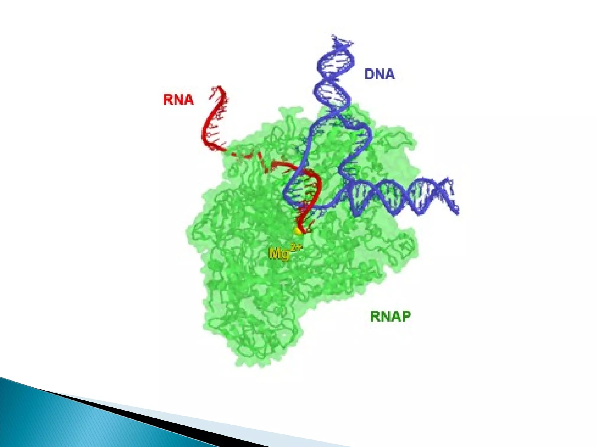 E.coli rna polymerase | PPT