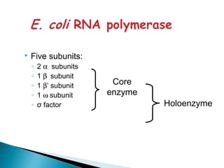 E.coli rna polymerase | PPT