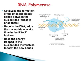 Rna Polymerase Structure And Function