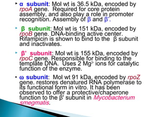 Rna Polymerase Subunits