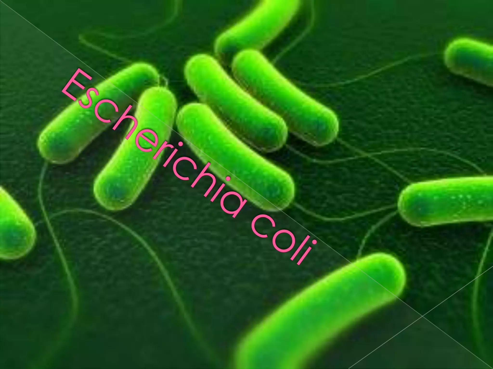 E. coli | PPTX