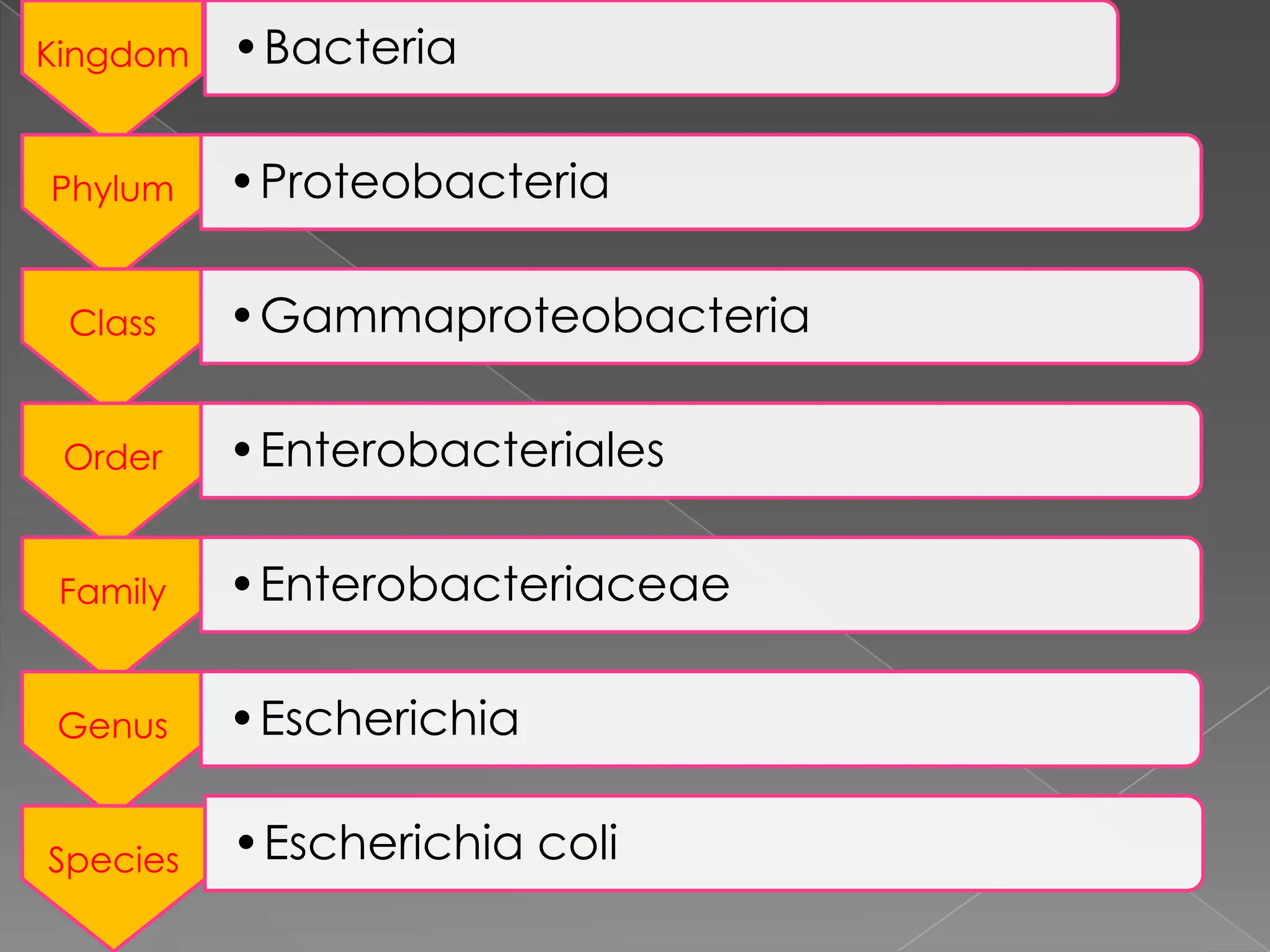 E. coli | PPTX