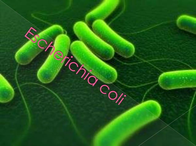 E. coli | PPTX | Digestive Disorders | Diseases and Conditions